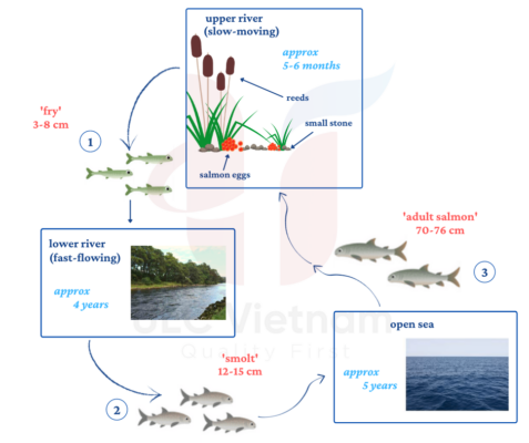 Cách làm dạng bài Process trong IELTS Writing Task 1 - Học IELTS ...