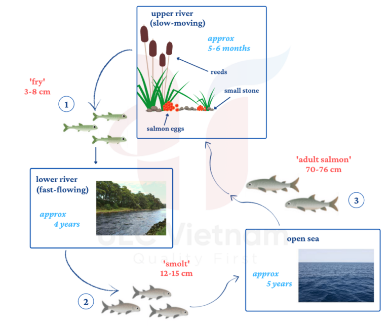 Cách làm dạng bài Process trong IELTS Writing Task 1 - Học IELTS ...